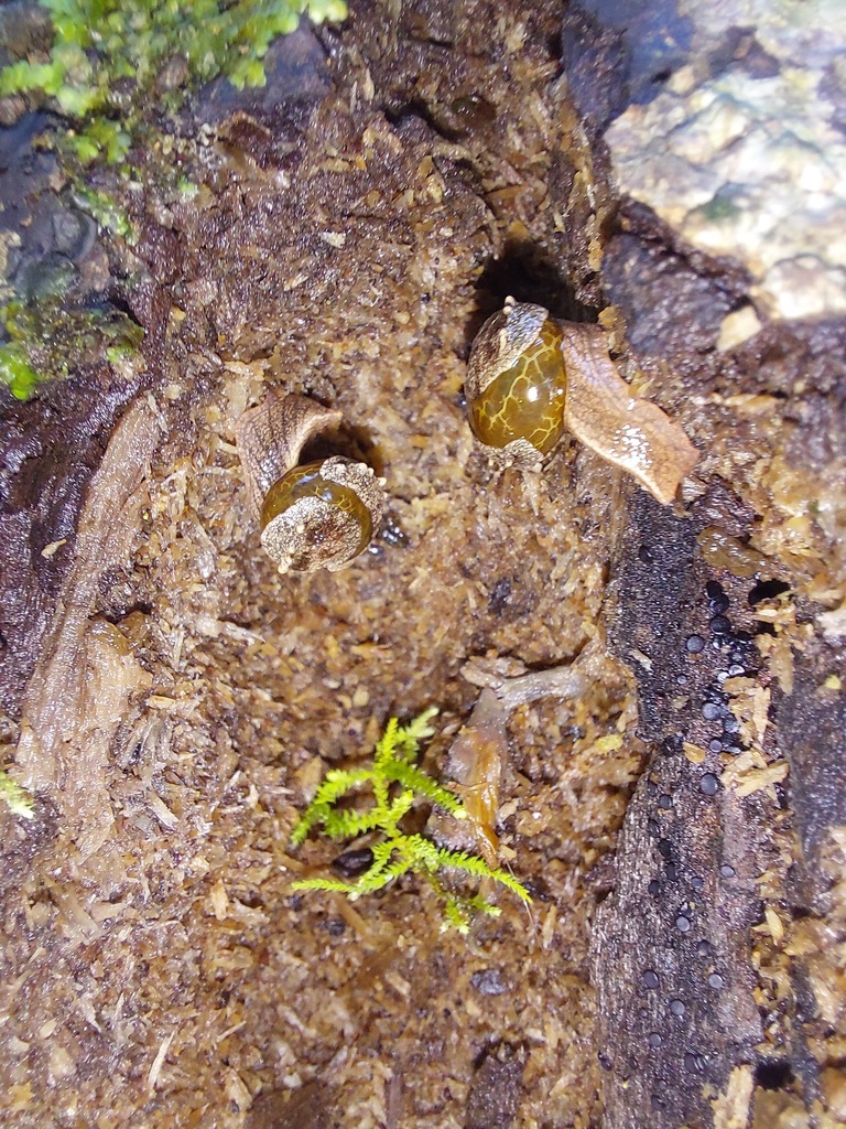Black-tasselled Semi-slug from Tarome QLD 4309, Australia on December 7 ...