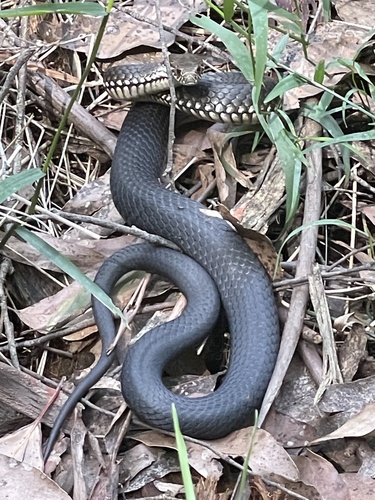 Highlands Copperhead (Austrelaps ramsayi) - Snakes and Lizards