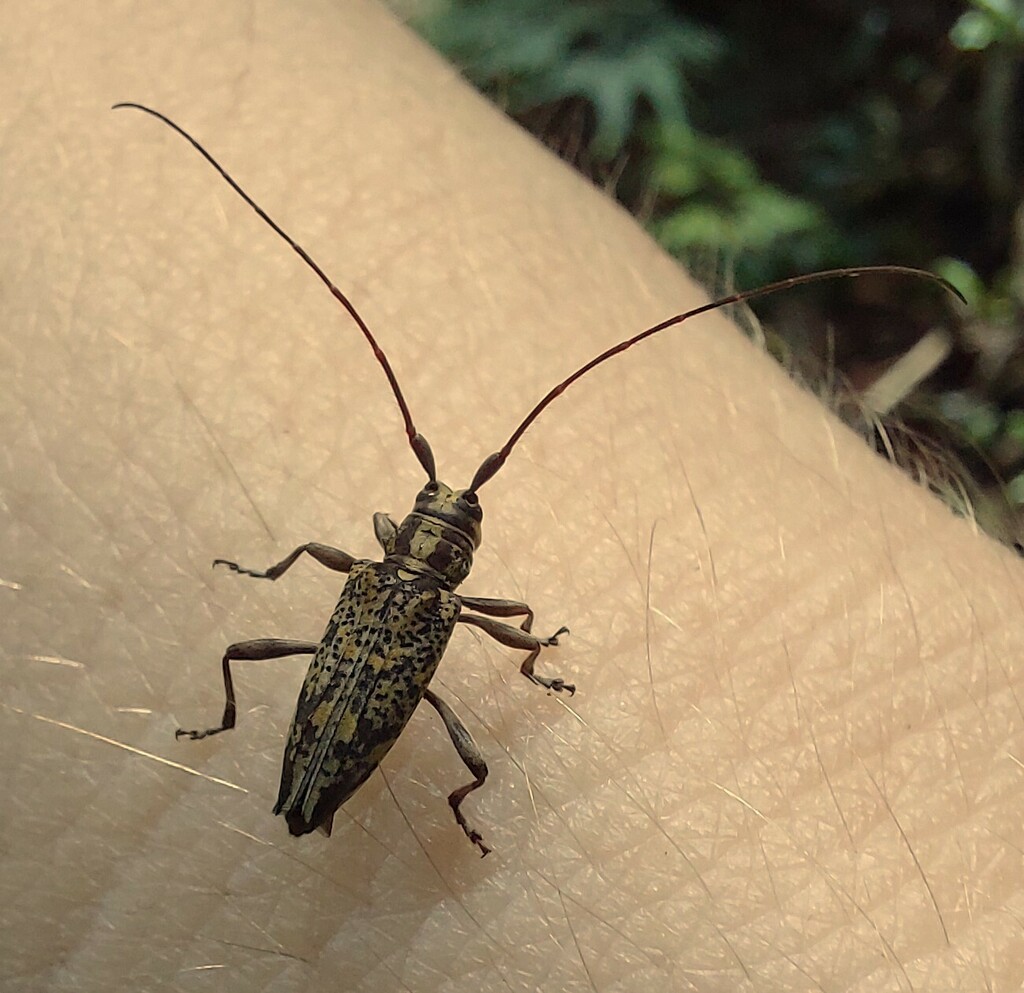 Flat-faced Longhorn Beetles from Tregony QLD 4370, Australia on ...