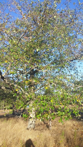 Red Alder (Handbook for the Native Trees of Oregon) · iNaturalist