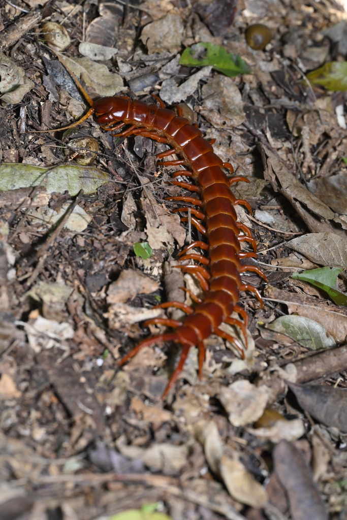 Caribbean Giant Centipede from Hispaniola, Oviedo, Pedernales, DO on ...