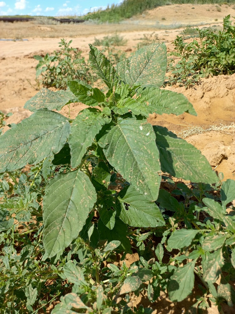 Redroot Amaranth from Kharabalinskiy rayon, RU-AS, RU on August 9, 2024 ...