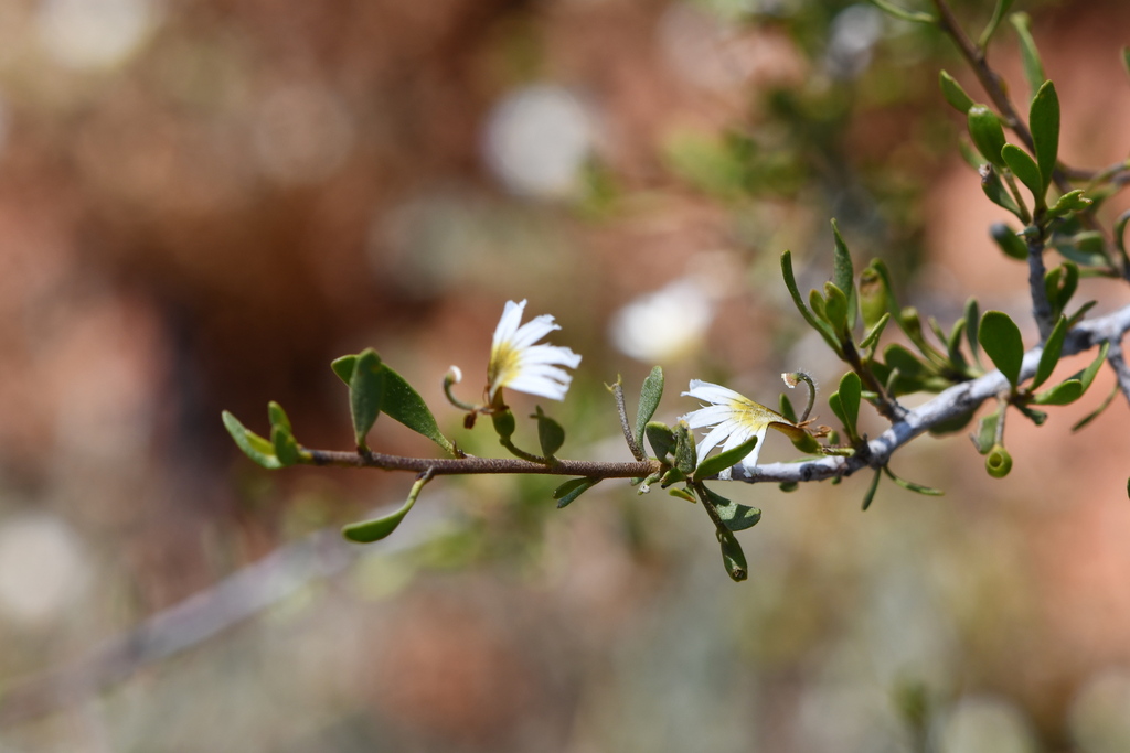 Spiny Fan-flower from Latham WA 6616, Australia on October 18, 2024 at ...