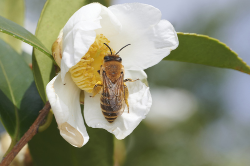 Colletes gigas · iNaturalist