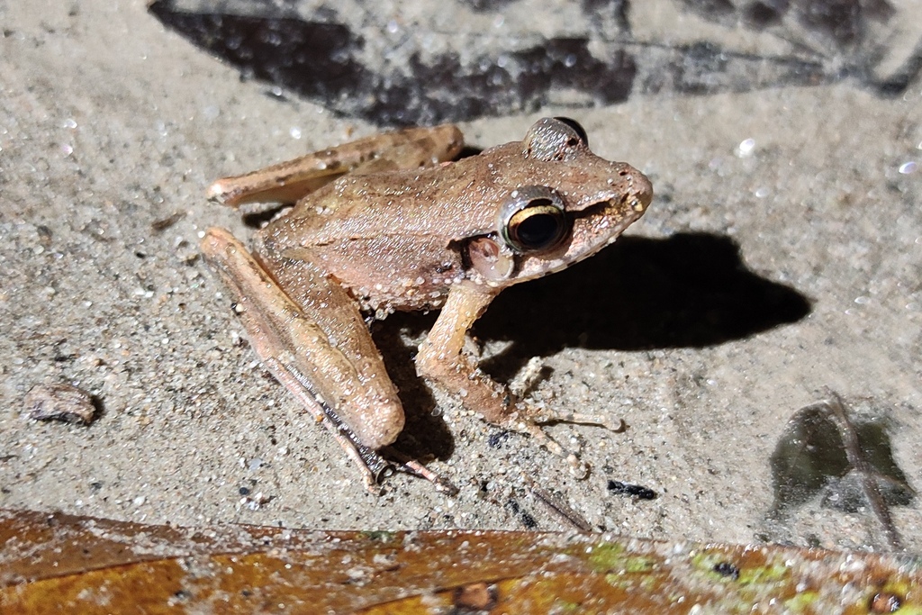 Sumatran Torrent Frog from Southeast Aceh, Aceh, Indonesia on November ...