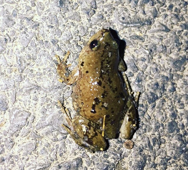 Western Narrow-mouthed Toad in June 2016 by Xanett Aguilar Izaguirre ...