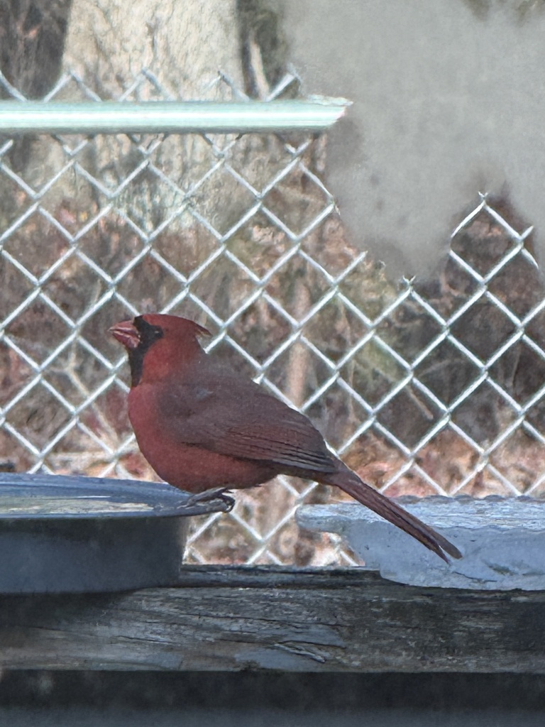 Northern Cardinal from 14th Ave, Dorothy, NJ, US on December 7, 2024 at ...
