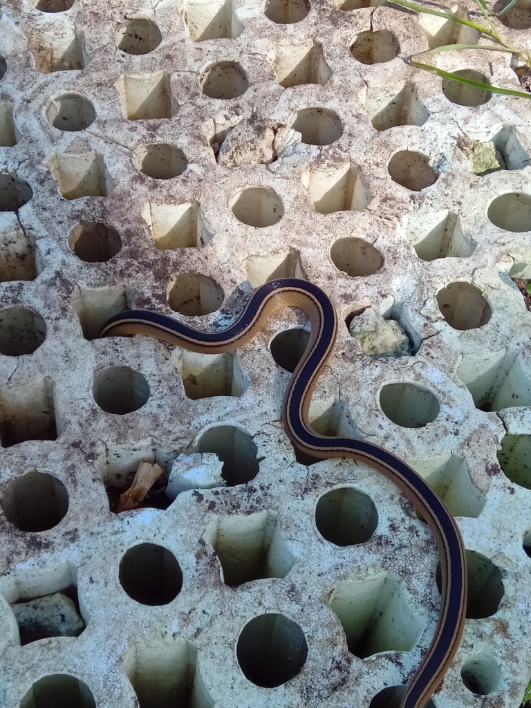 Culebra rayada yucateca desde Solidaridad, MX-QR, MX el 07 de diciembre ...