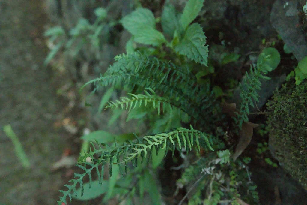 Small Rasp Fern from Monte, Funchal, Portugal on 06 December, 2024 at ...