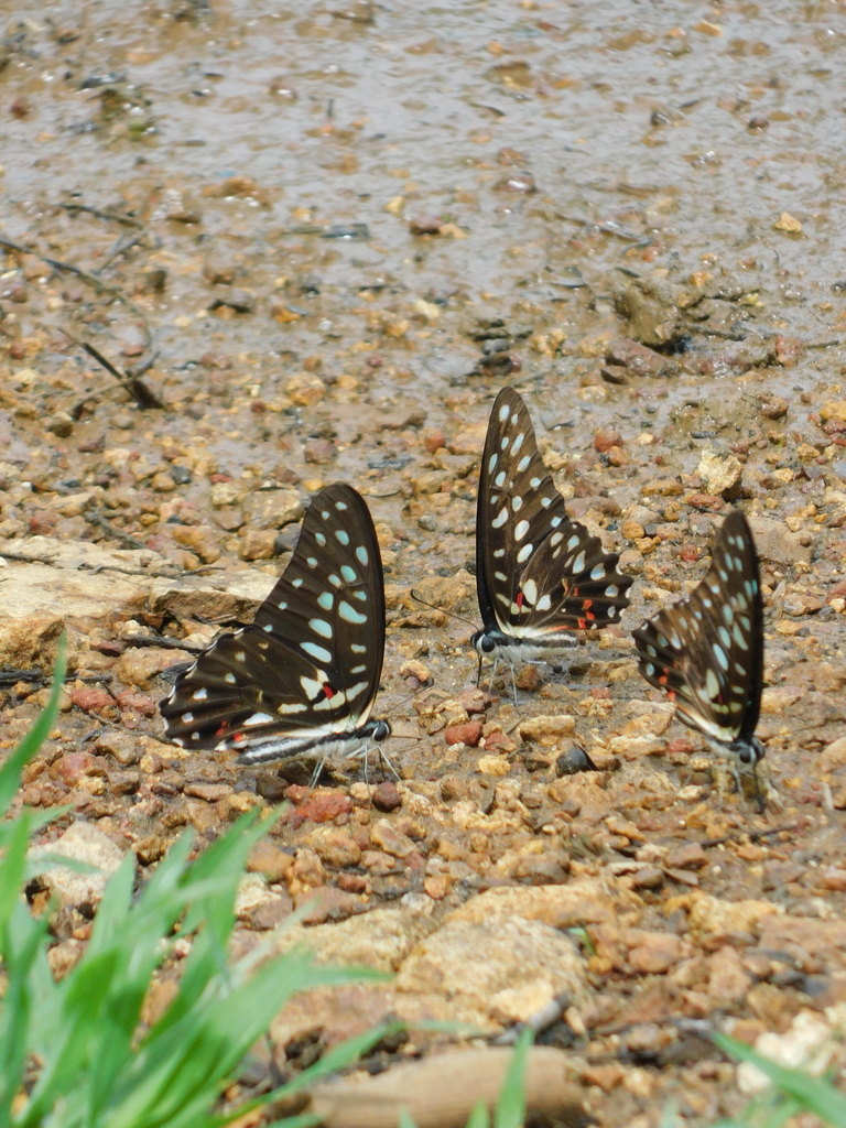 Graphium sallastius from West Sumbawa Regency, West Nusa Tenggara ...