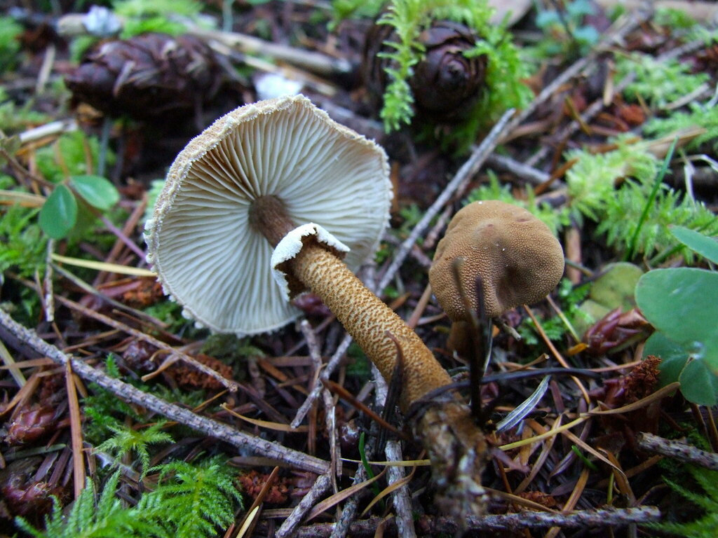 Cystoderma carcharias fallax from Humboldt County, CA, USA on December ...