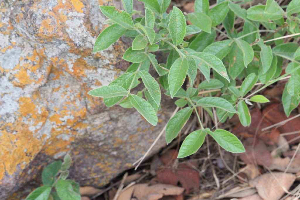 Velvet Bushwillow from Carletonville, 2499, South Africa on December 7 ...