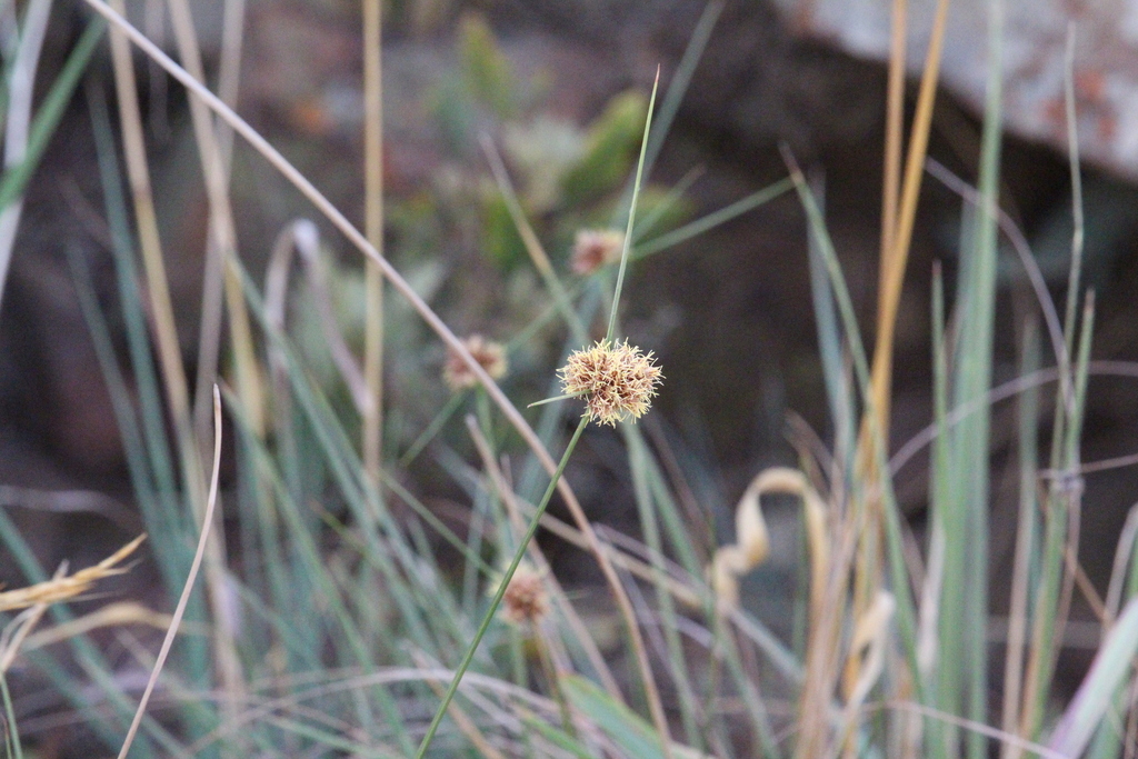 Fuirena pubescens from Carletonville, 2499, South Africa on December 7 ...