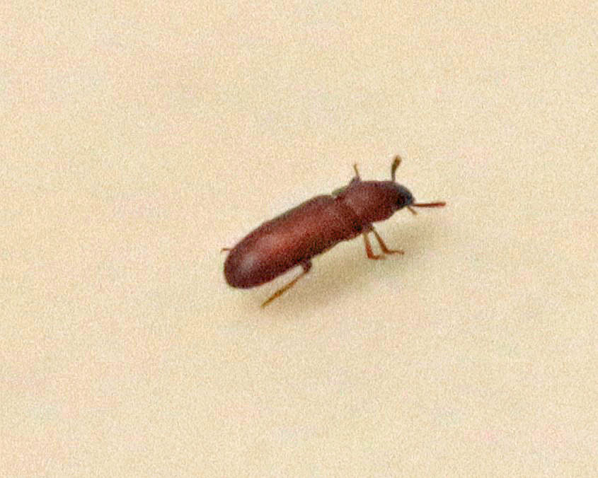 Rusty-red Flour-beetles from Las Campanas, Green Valley, AZ 85614, USA ...