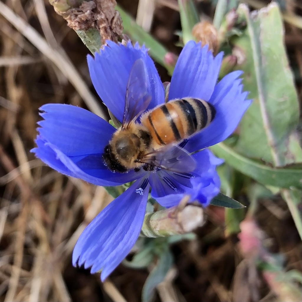 Western Honey Bee from Union Bay Natural Area, Seattle, WA, US on ...