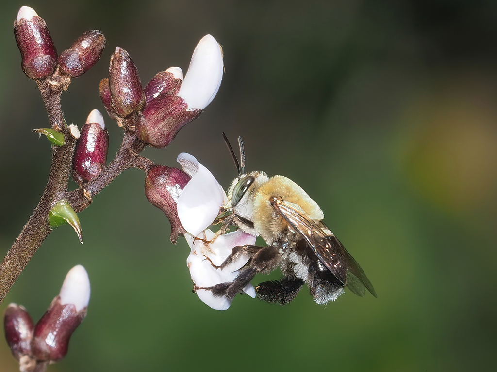 Shining Oil-digger Bee from La Huerta, Jal., Mexico on December 6, 2024 ...