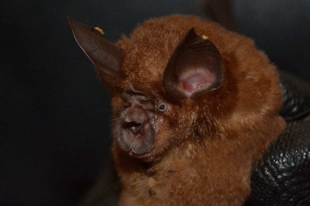 Chinese Rufous Horseshoe Bat from Cao Bồ, Tp. Hà Giang, Hà Giang ...