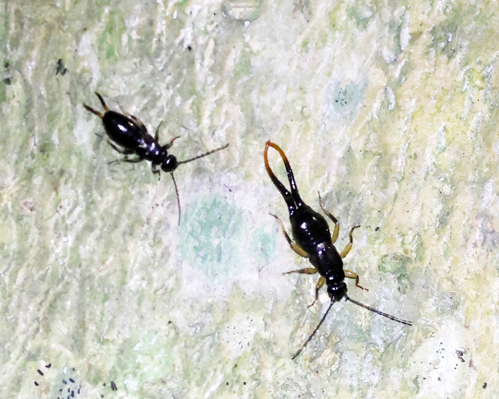 Common Earwigs from Hotel Bougainvillea, Heredia Province, Cantón de ...