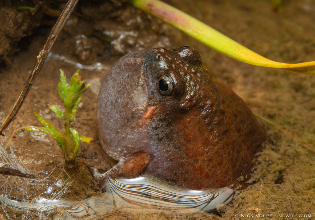 Fat Toadlet in January 2020 by Nick Volpe · iNaturalist