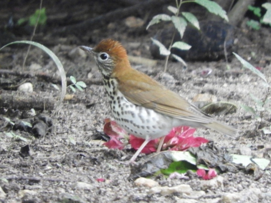 Wood Thrush from 4WFR+9HH, Cristo Rey, Belize on December 7, 2024 at 10 ...