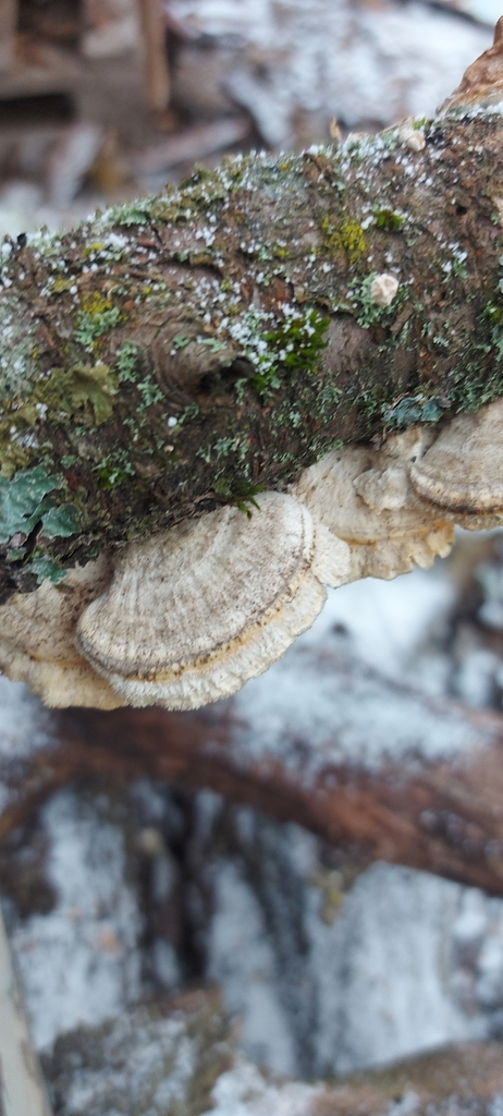 Trametes pubescens from Струпень, Минская область, Беларусь on December ...