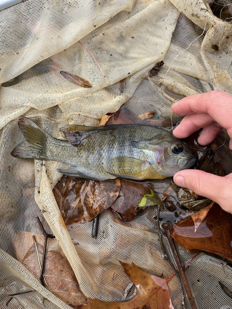 Redbreast Sunfish from Rhode Island Avenue Trolley Trail, College Park ...