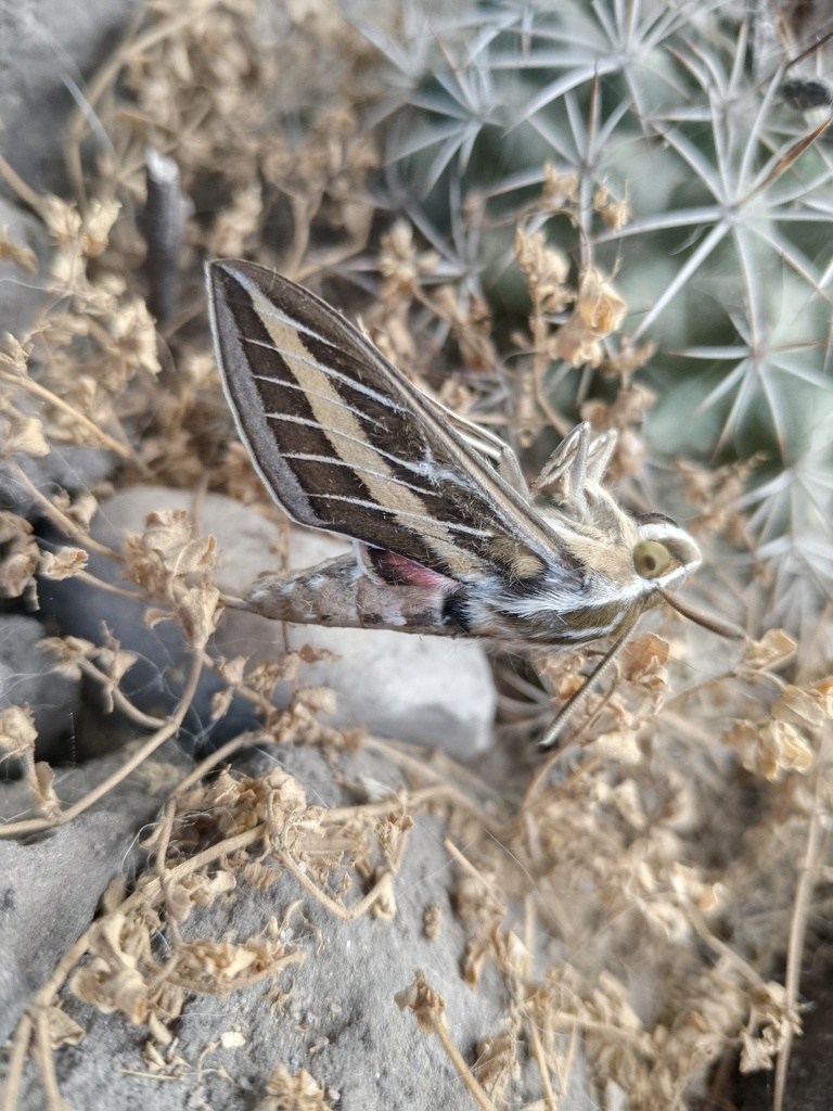 White-lined Sphinx from Centro, Zona Centro, Cadereyta de Montes, Qro ...