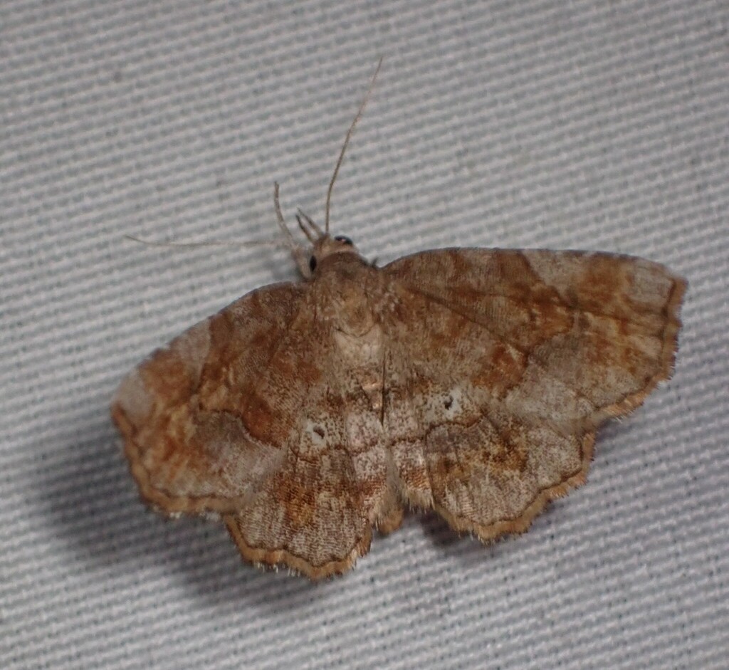 Decorated Owlet in June 2023 by Angus Mossman. At blacklight (or sugar ...