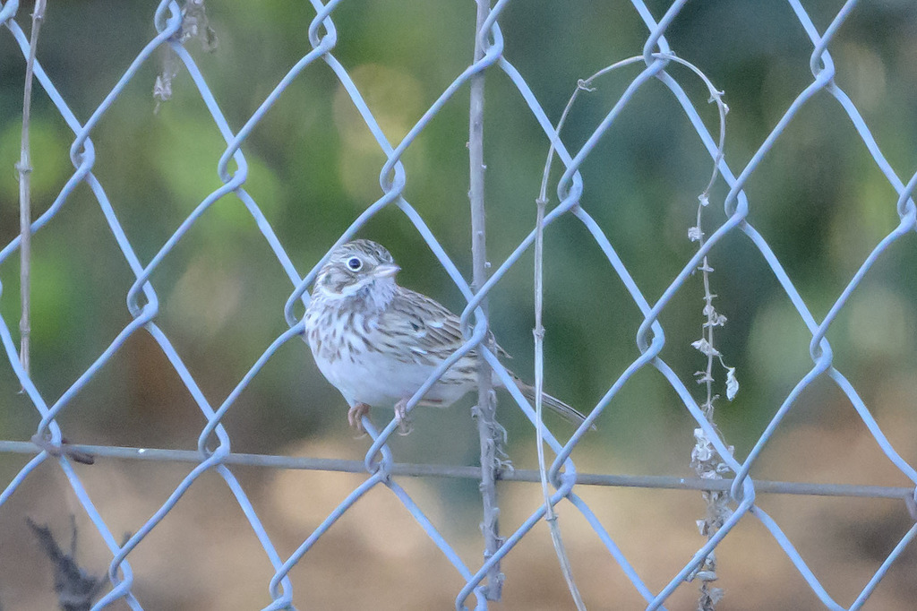 Vesper Sparrow from Balboa Park, San Diego, CA, USA on December 07 ...