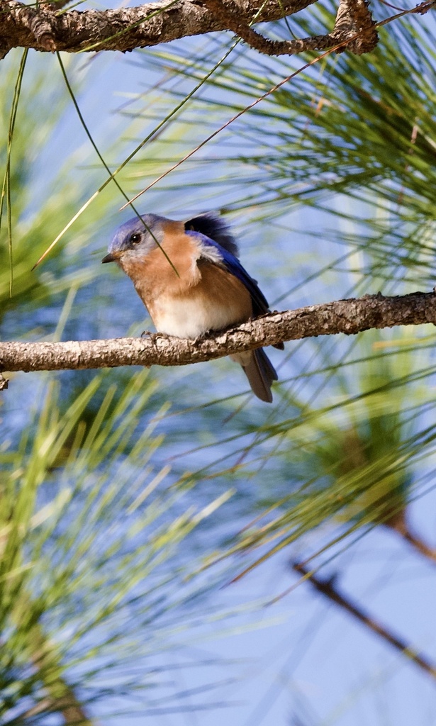 Eastern Bluebird from Riverdale Rd, Sebring, FL, US on December 7, 2024 ...