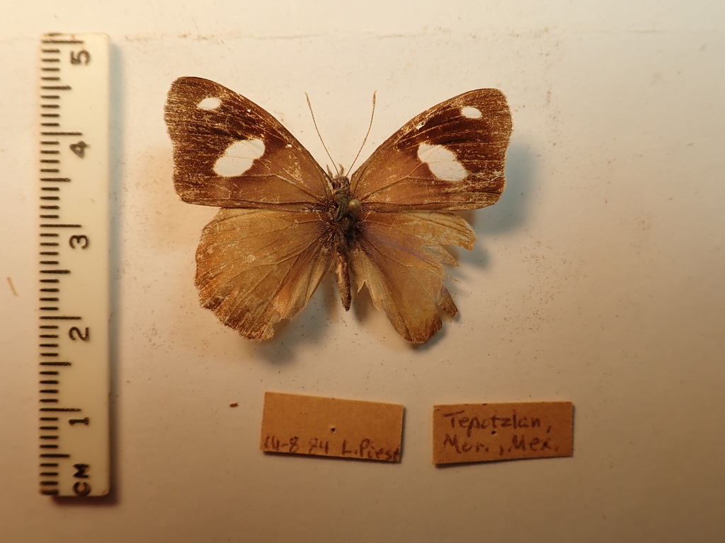 White-patched Eighty-eight from Tepoztlán, Morelos, Mexico on March 8 ...