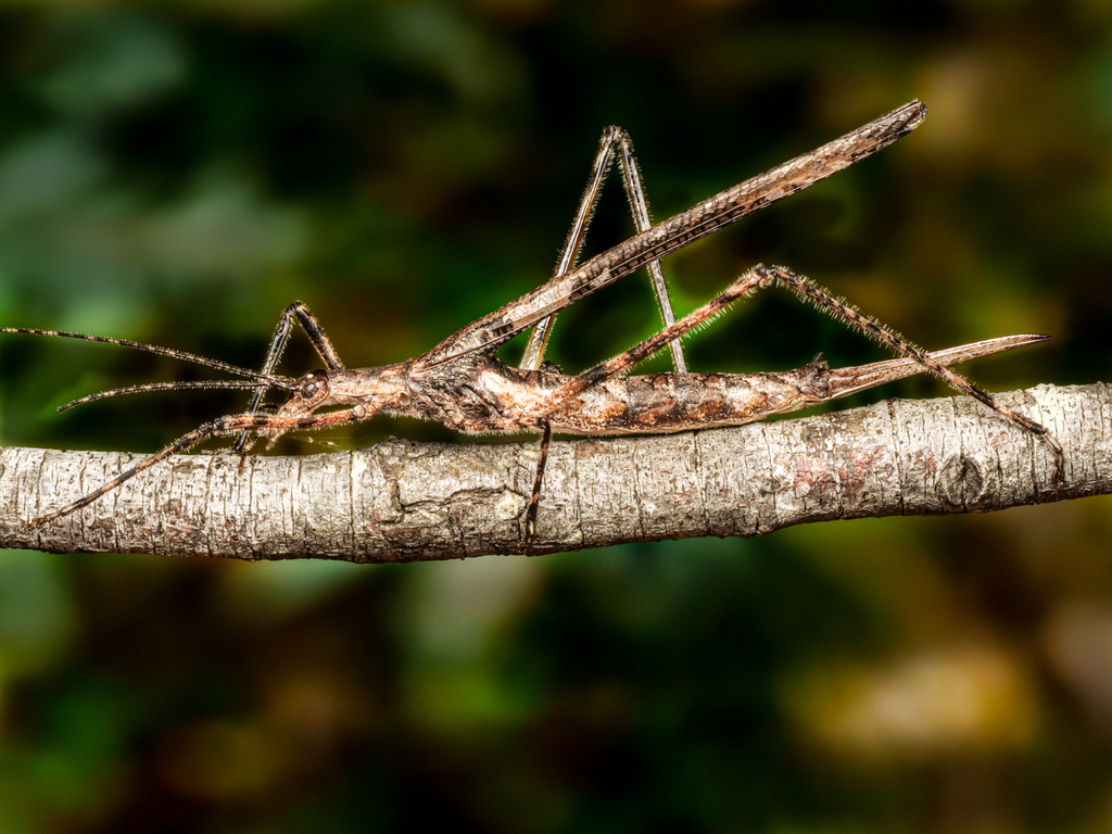 Australian Twig-mimicking Katydid from Applethorpe QLD 4378, Australia ...