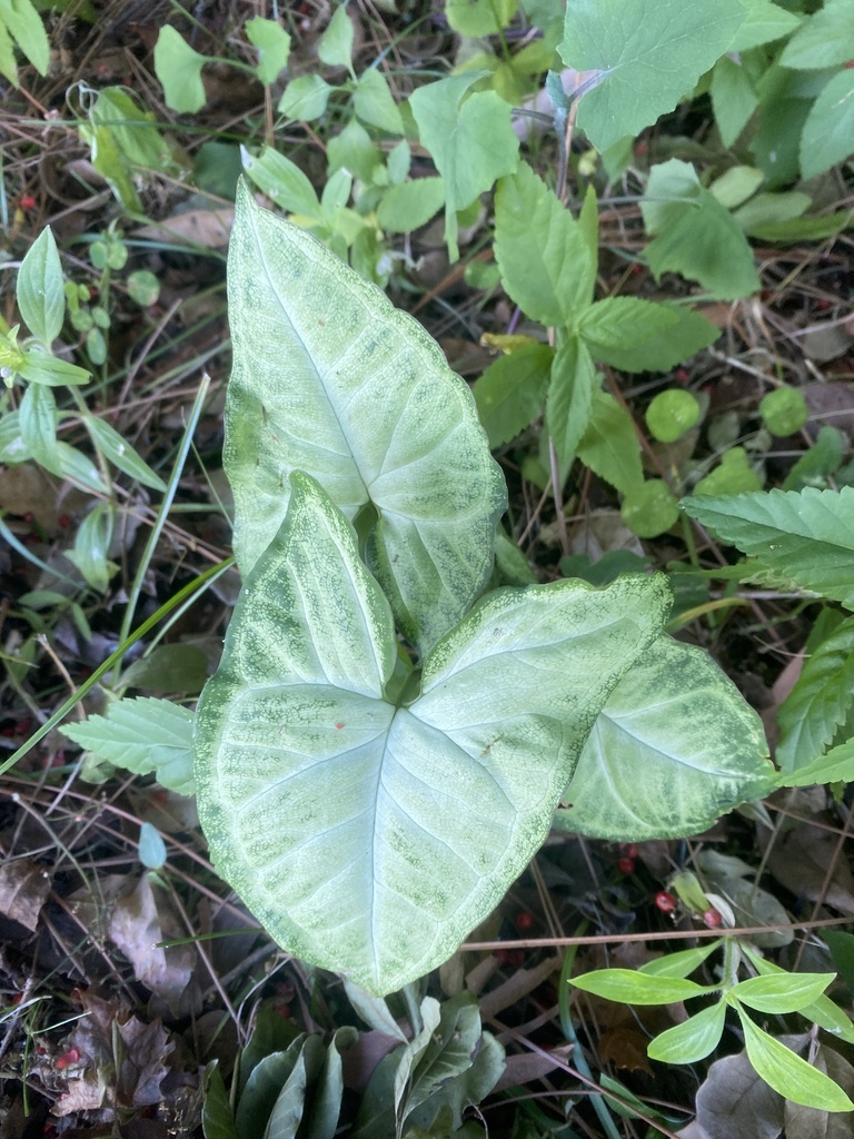 Goosefoot-plant from Fred Cook Park, Port Saint Lucie, FL, US on ...