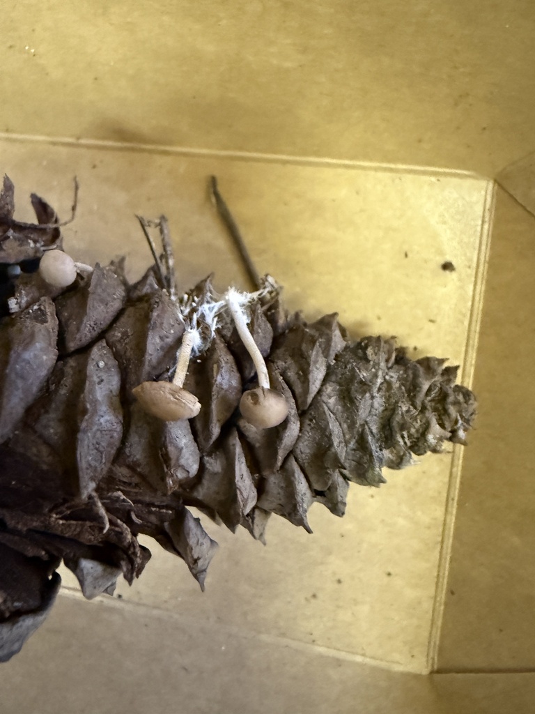 Conifercone Cap from LA-422, Norwood, LA, US on December 7, 2024 at 03: ...