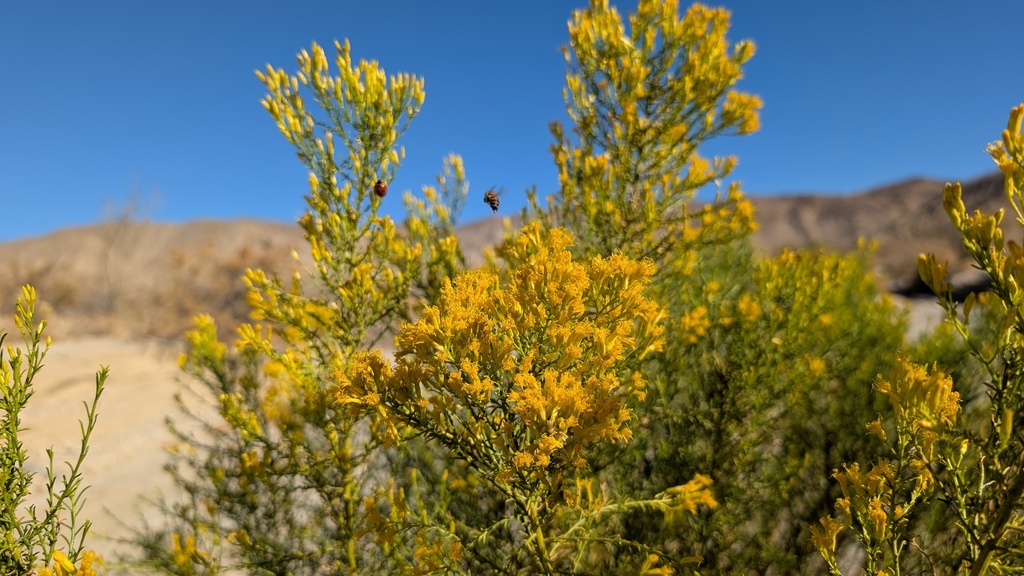 Black-banded Rabbitbrush from San Diego County, CA, USA on December 7 ...