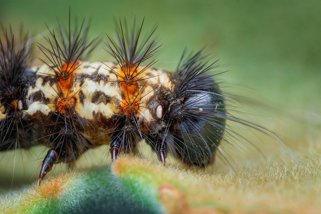 Northern Giant Flag Moth from 58410 Col. Félix Ireta, Mich., México on ...