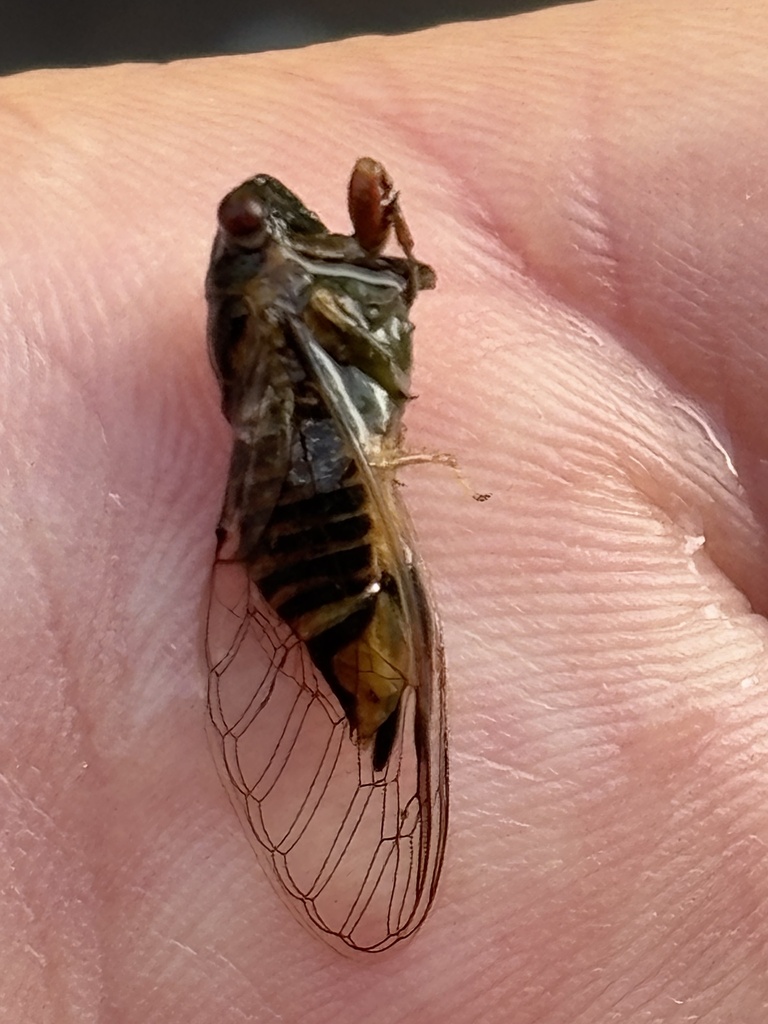 Southern Red-eyed Squeaker from Burraneer Rd, Coomba Park, NSW, AU on ...
