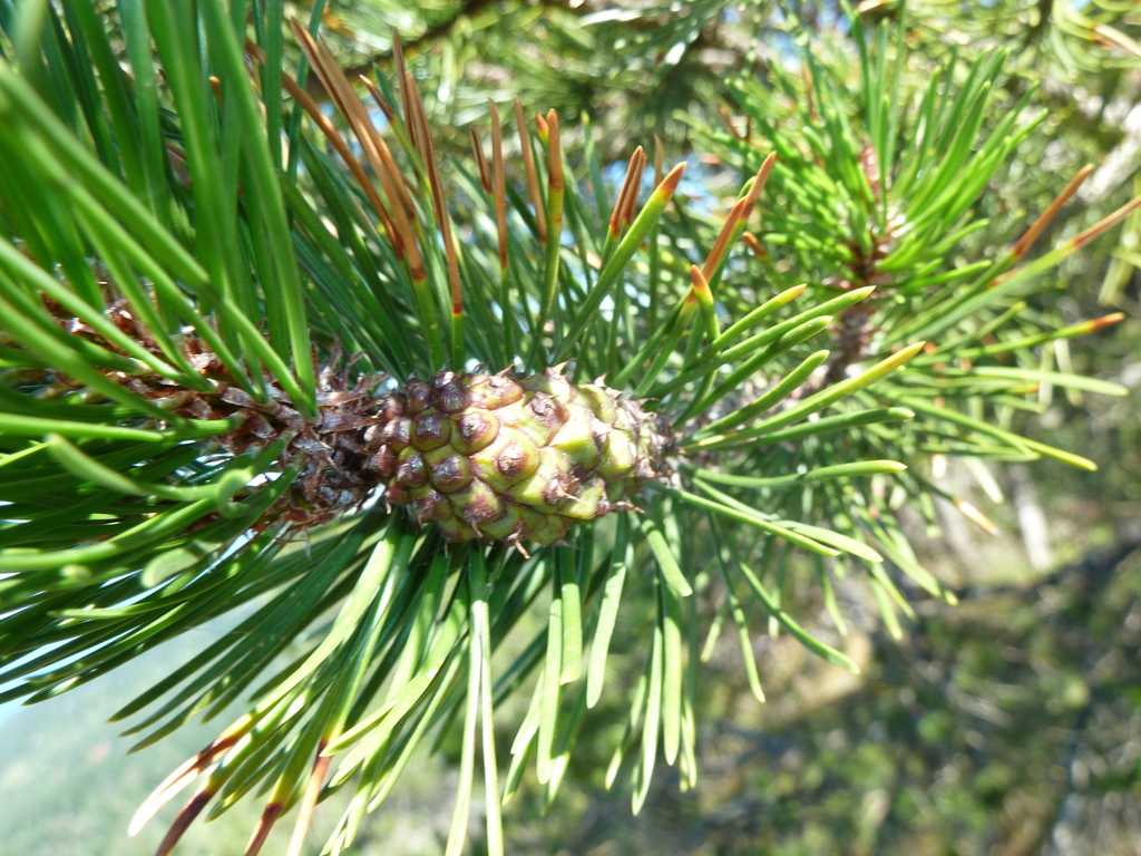 Shore Pine (Pinus contorta contorta) - Botanical Realm