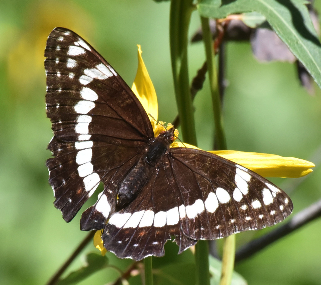 Weidemeyer's Admiral (Yosemite National Park Butterfly Guide 🦋 ...