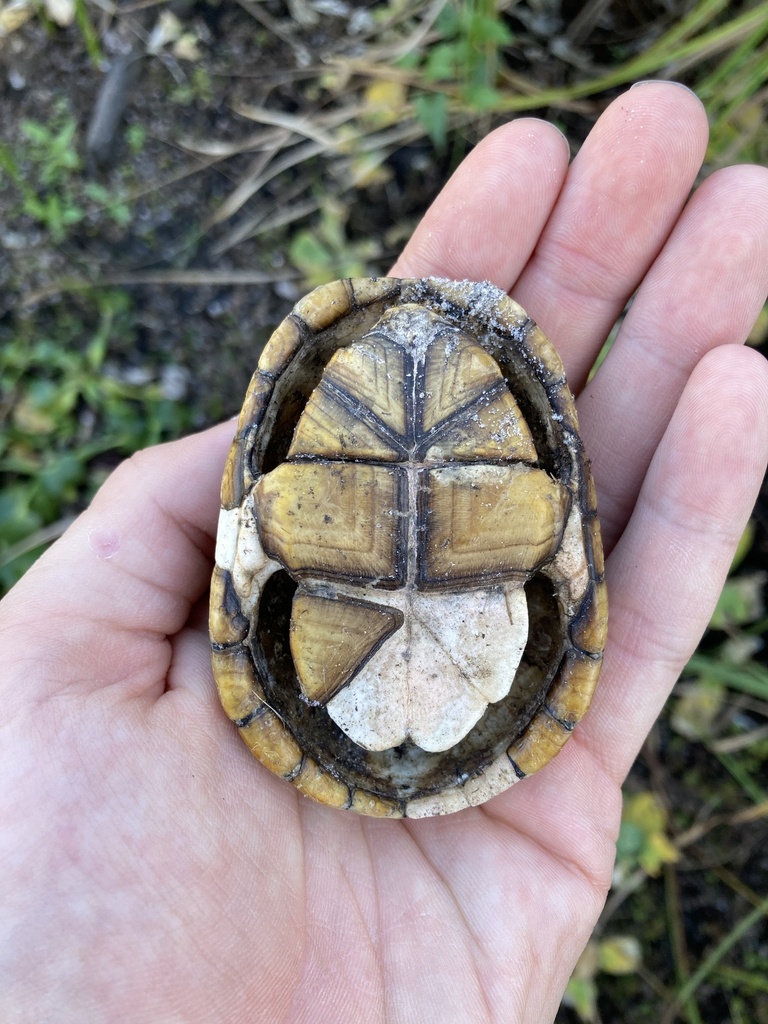 Striped Mud Turtle from Ave Maria, FL, US on December 7, 2024 at 03:57 ...