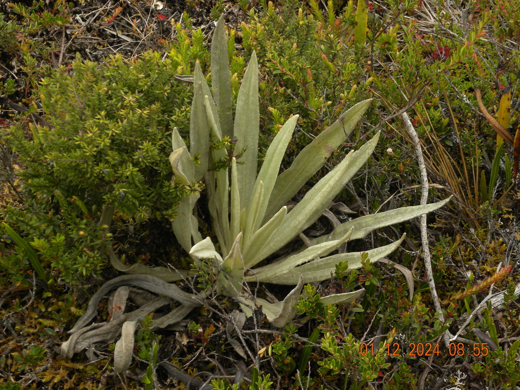 Espeletia grandiflora from Parque Nacional Natural Chingaza, Parque ...