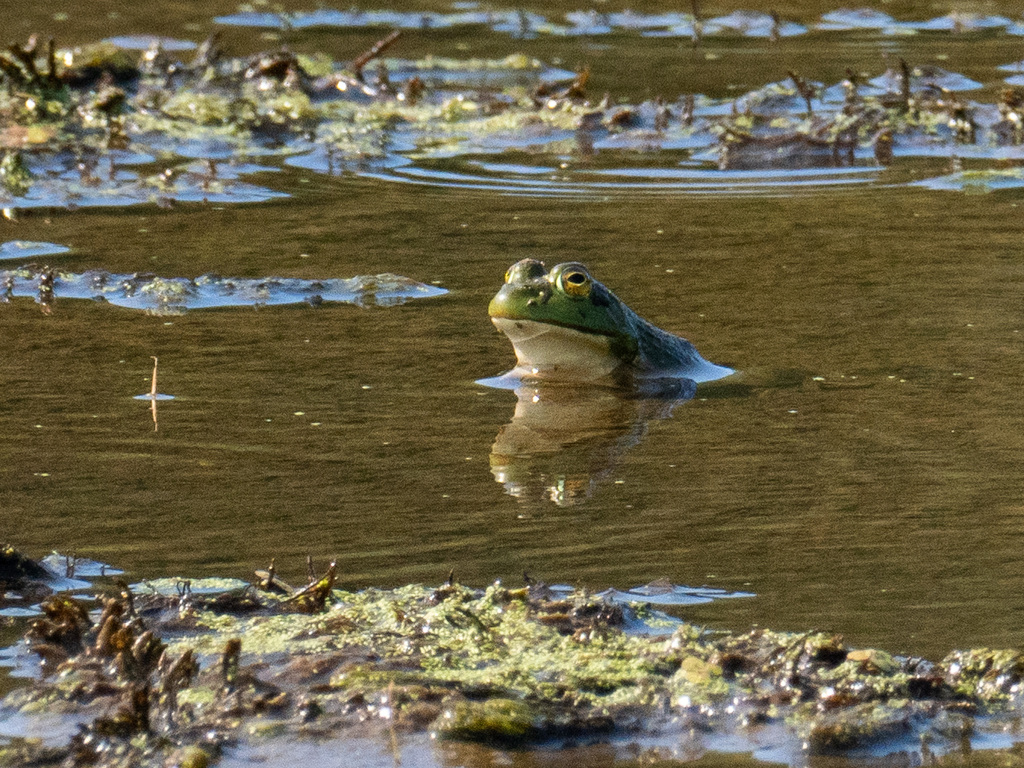American Bullfrog from Washington County, PA, USA on September 04, 2024 ...