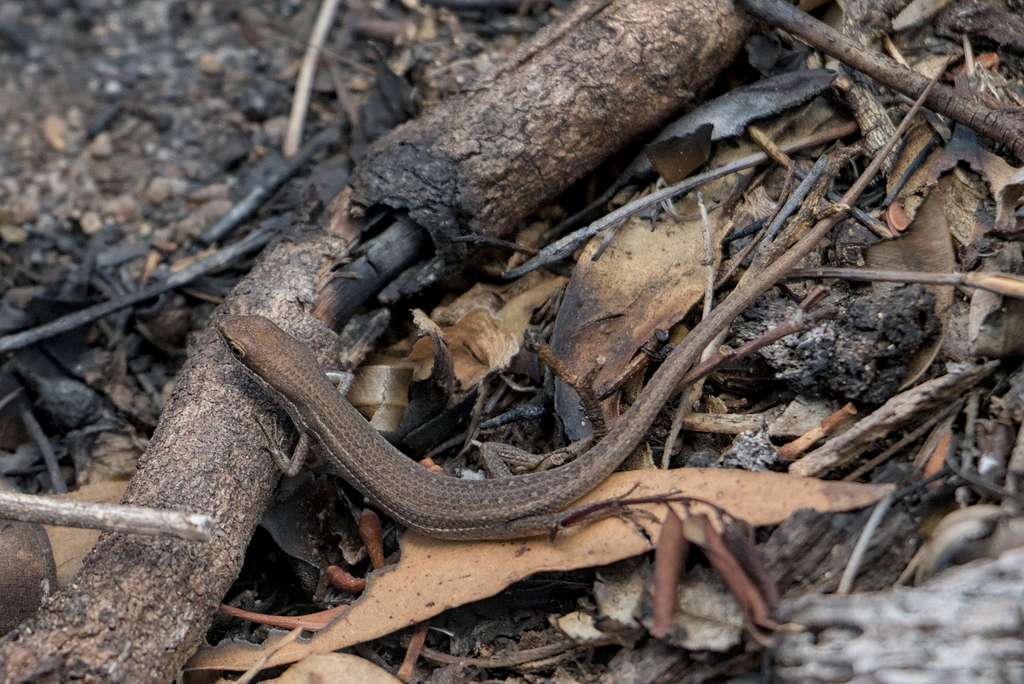 Orange-flanked Rainbow Skink in November 2024 by brandon_hewitt ...