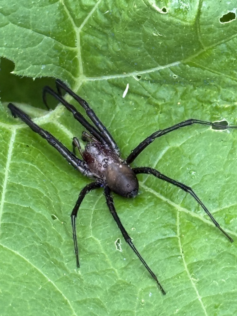 Sheetweb Spiders in December 2024 by Wei-Hang Chua. Observed on a ...