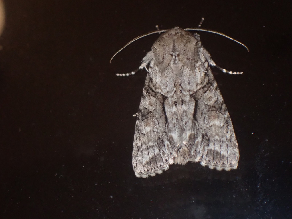 Distinct Quaker from Moth Station 1 on April 15, 2023 at 10:22 PM by Angus Mossman. At porch ...