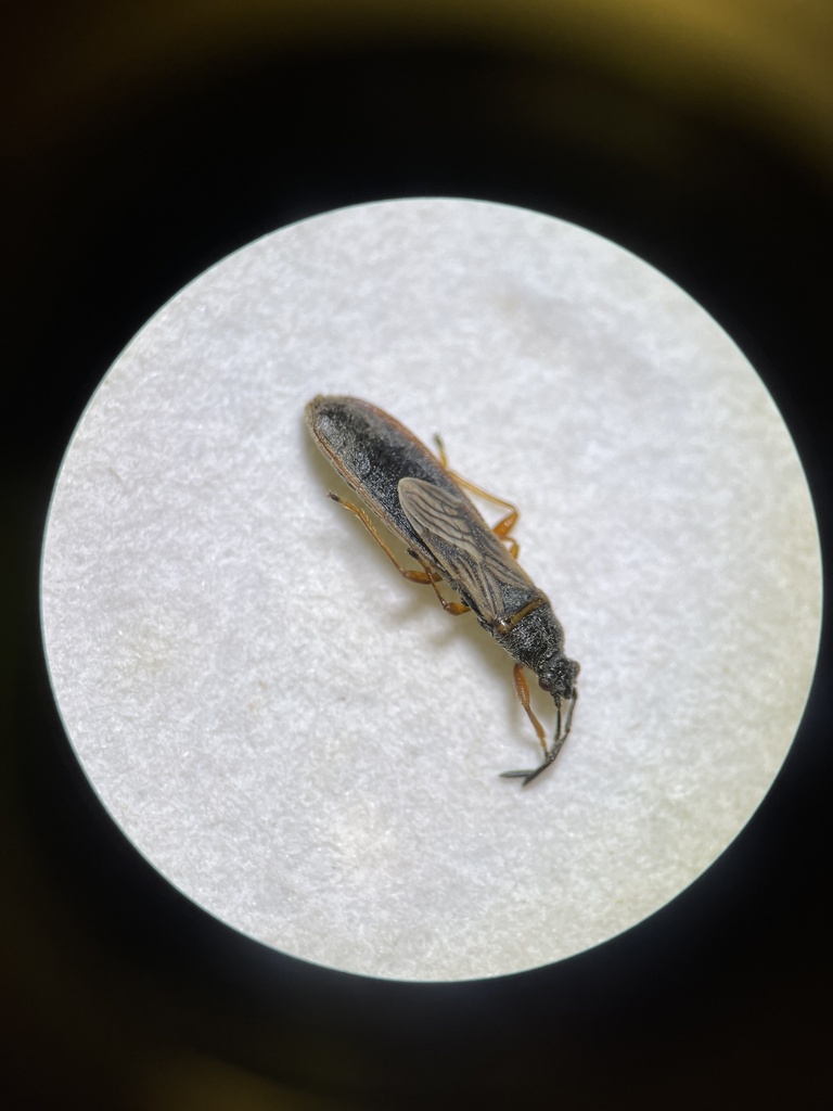 Seed Bugs and Allies from Little Harbor, New Castle, NH, US on ...