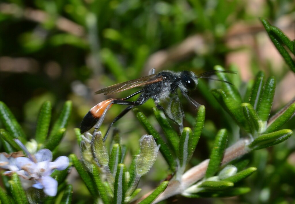 Tyde's Sand Wasp from Perth WA, Australia on December 07, 2024 at 01:48 ...