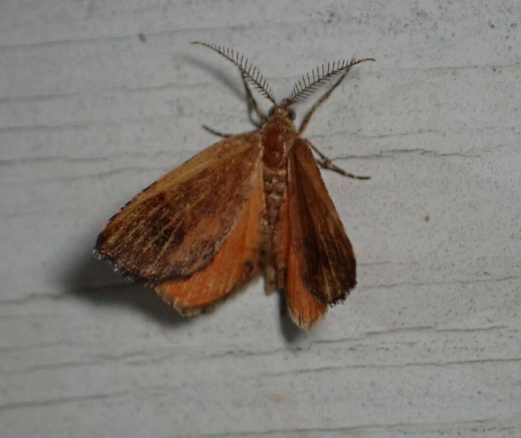 Orange Wing from Moth Station 1 on July 25, 2023 at 03:25 AM by Angus ...