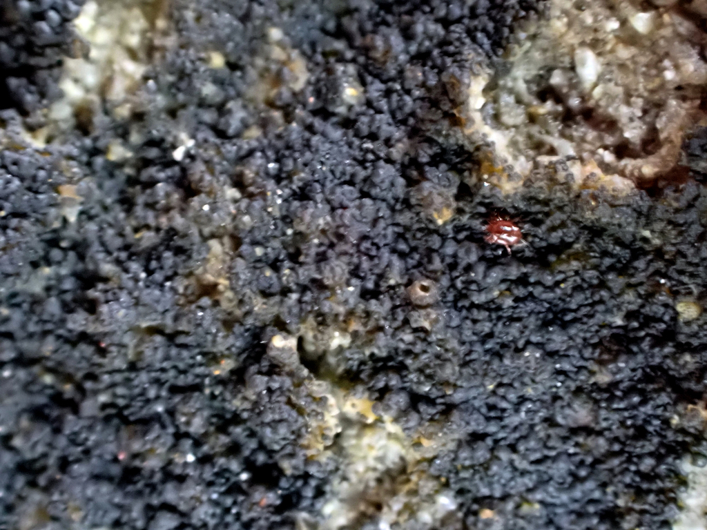 Calothrix scopulorum from Auckland, Waitemata Harbour, The Watchman on ...