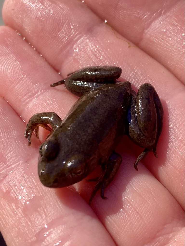 American Bullfrog from AR-27, Hector, AR, US on December 7, 2024 at 12: ...